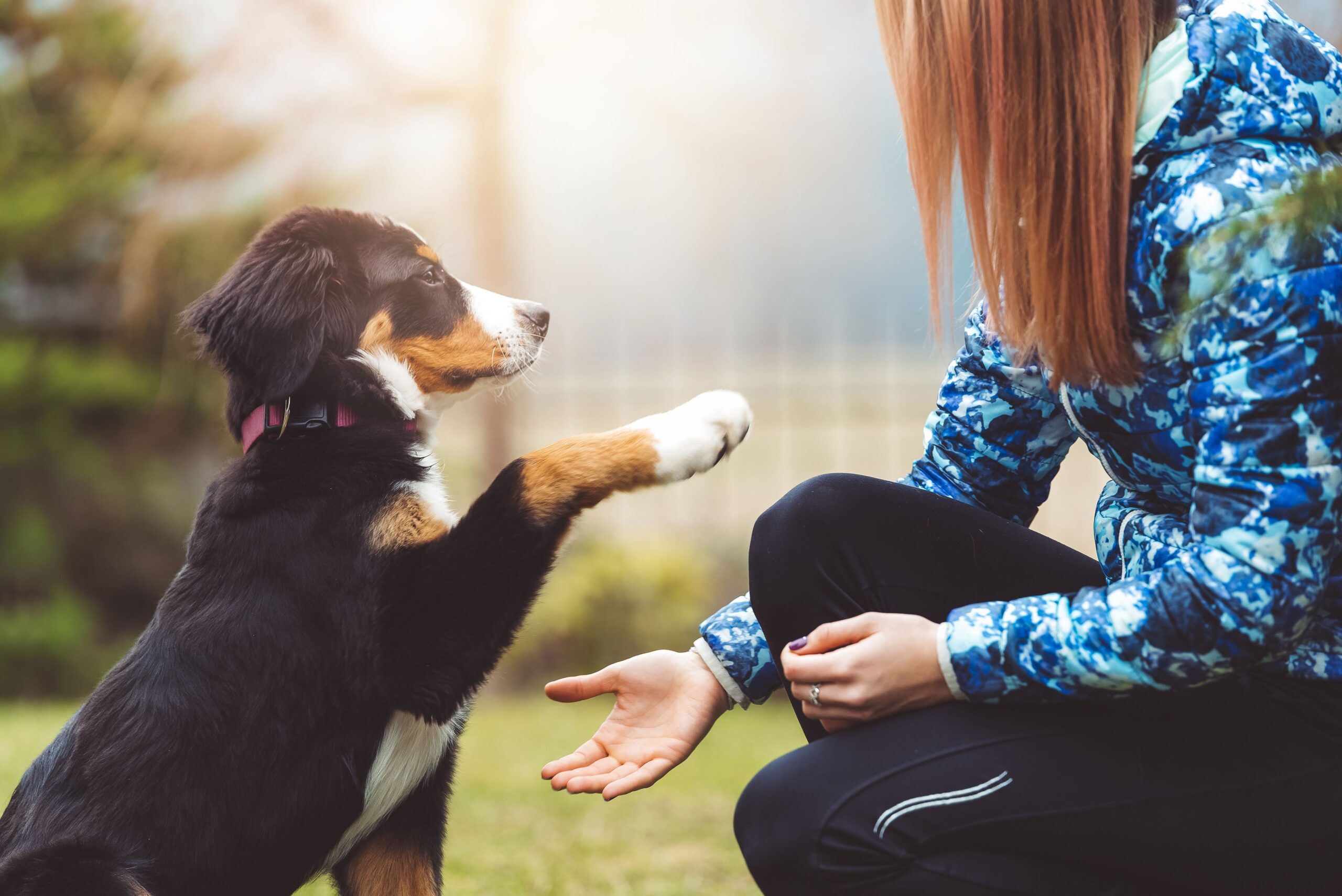 Understanding Dog Consent | Courteous Canine