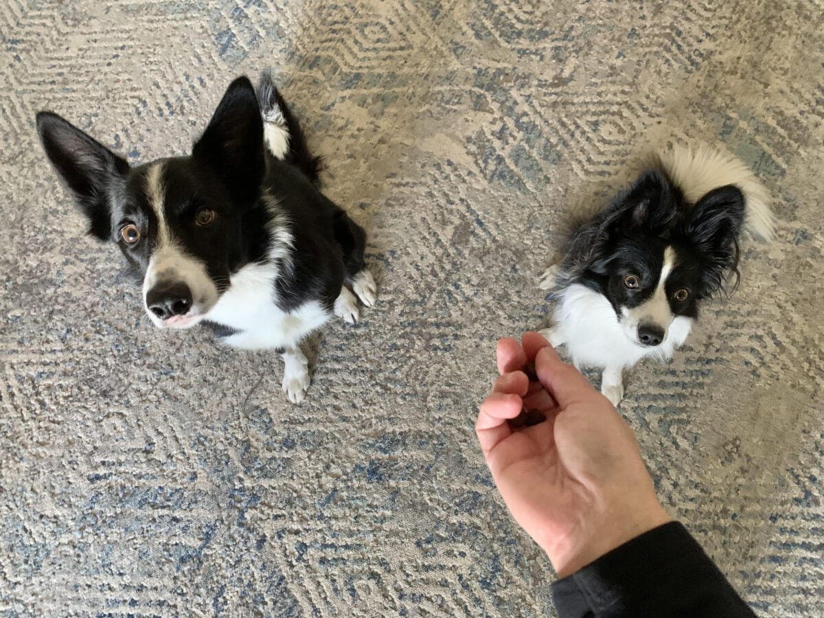 The Sharing Game | Courteous Canine