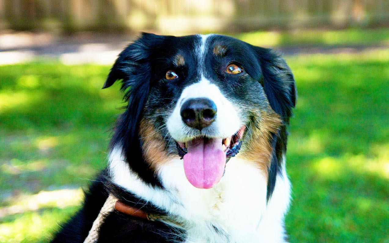 Contact Courteous Canine | Expert Dog Training in Tampa
