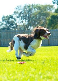 Dog Lure Coursing and Training | Private Lure Course & Group Classes