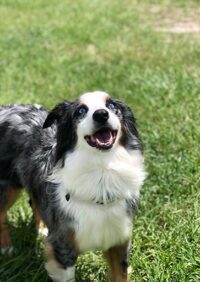 Dog Lure Coursing and Training | Private Lure Course & Group Classes