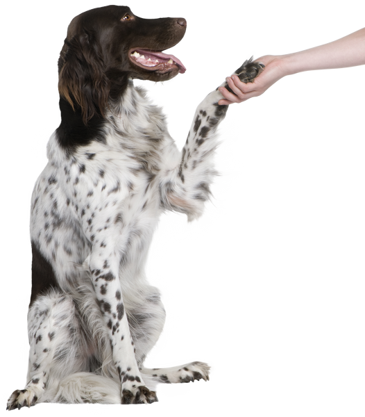 Dog Training 101: What is Clicker Training? | Courteous Canine
