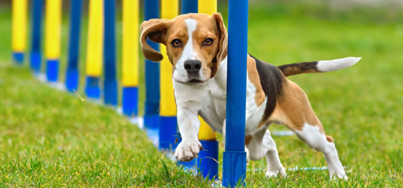 A Quick Guide to Agility Organizations | Courteous Canine