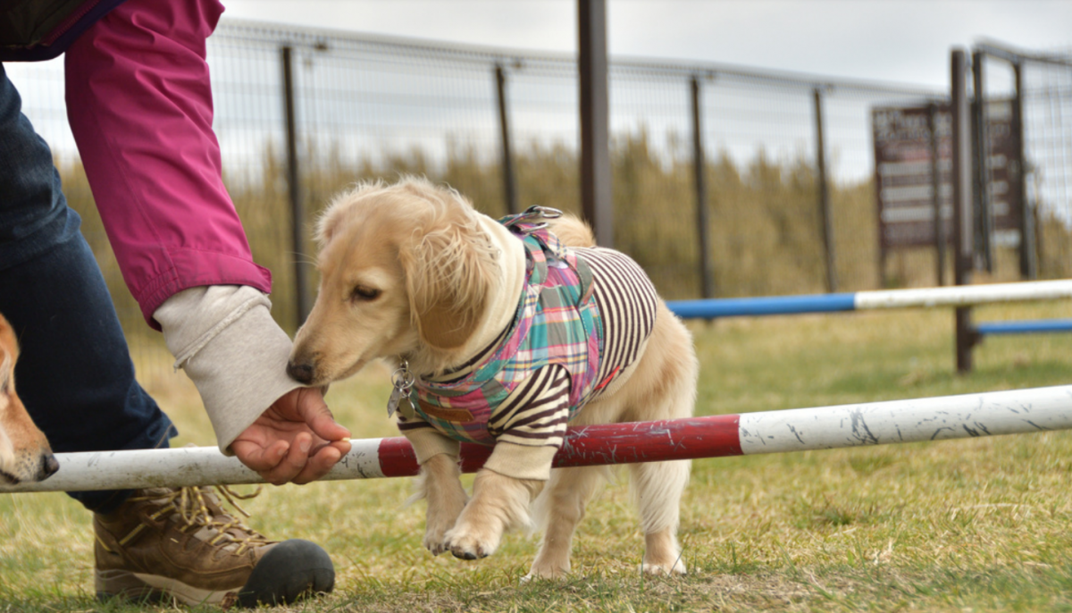 Conquer the Challenge of Agility | Courteous Canine
