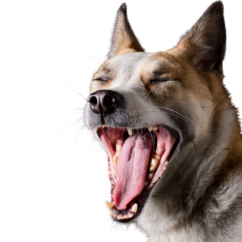 Dog Signs of Stress | Courteous Canine